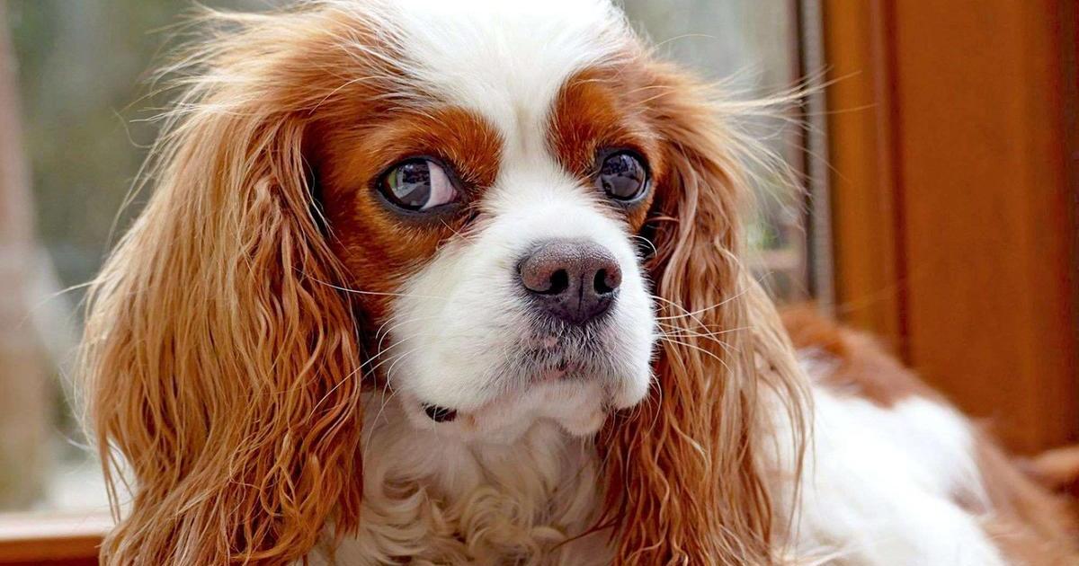 3 perros de bajo mantenimiento que son fáciles de acicalar | Mascotas