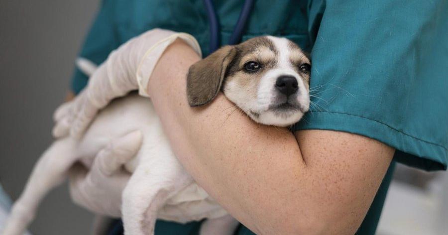 ¿Qué es la Prednisona para perros? ¿Para qué sirve y cuáles son sus ...