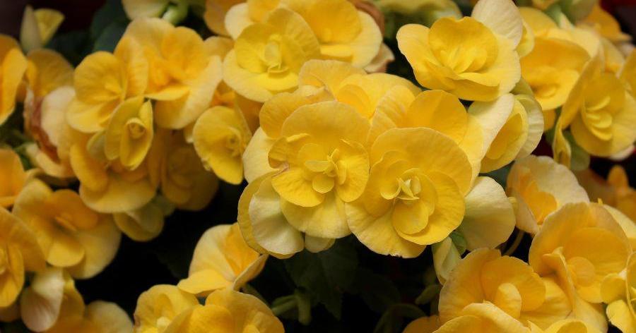 Cuidados de la Begonia: la planta perfecta para el hogar | Plantas