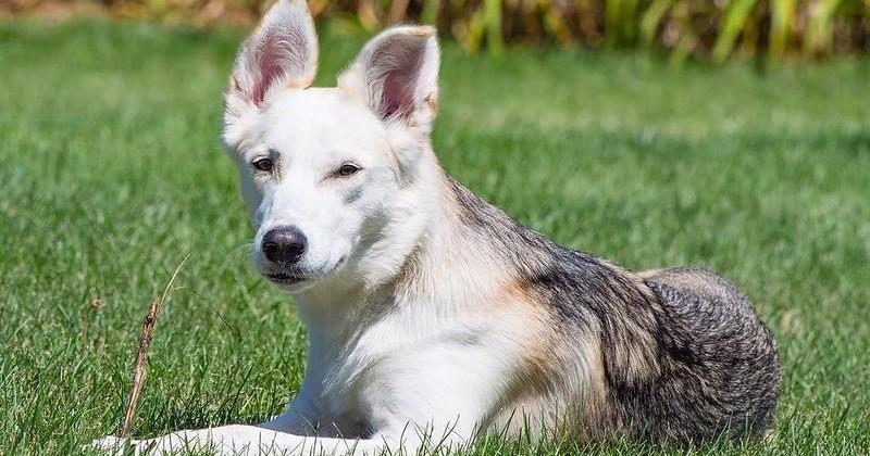 Labsky, la raza de perro husky mezclado con labrador | Mascotas