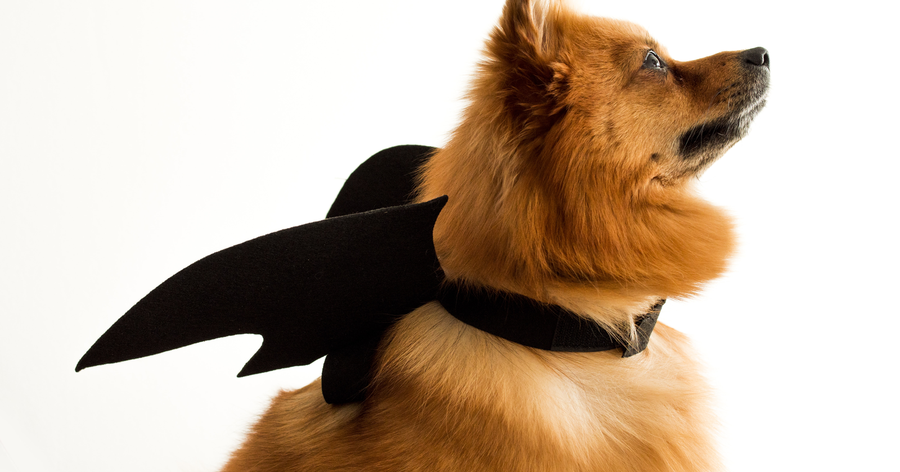 Cómo Adiestrar a Un Perro de Raza Pomerania: El pequeño y mimado tirano ...