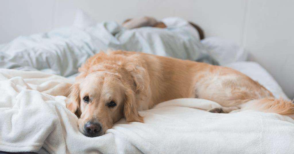 Señales de que tu perro está absolutamente saludable | Mascotas