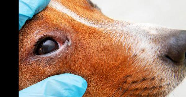Ojos rojos en perros: causas y tratamiento | Mascotas