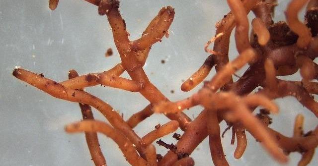 Consuelda mayor (Symphytum officinale): esta planta es una verdadera ...