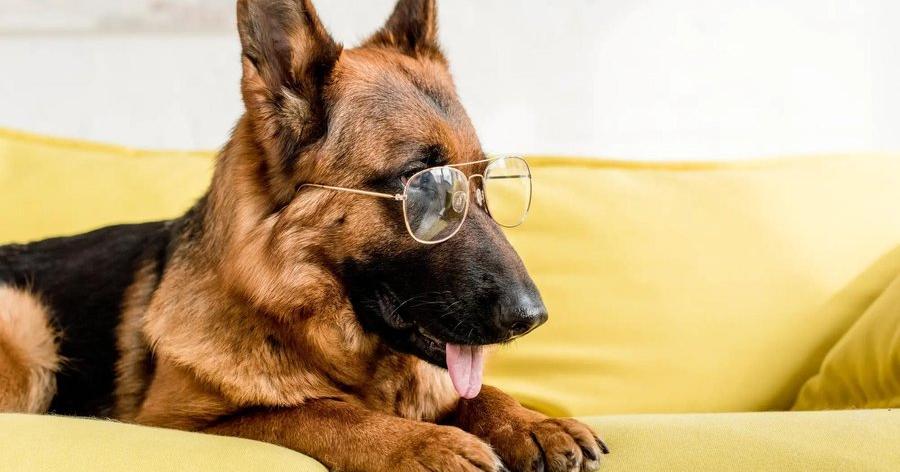 Cuentos de perros, la historia de Max, el perro feliz | Mascotas