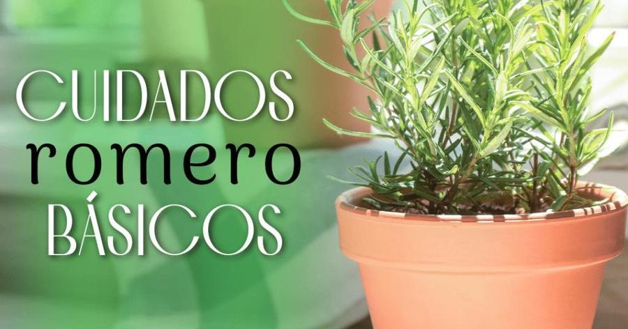 Cuidados Básicos: Romero | Plantas