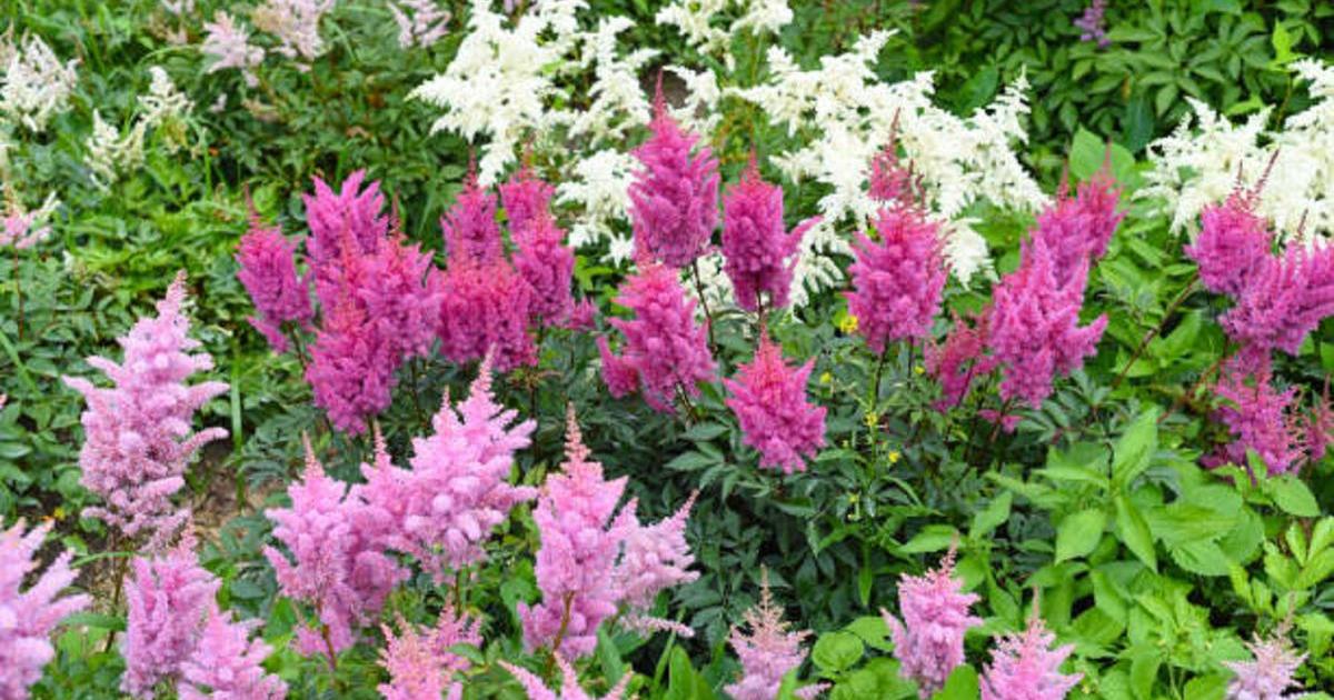 Plantas de sombra para cultivar en tu jardín | Plantas