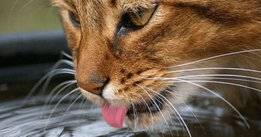 Lengua de gato: una maravilla de la naturaleza con características ...