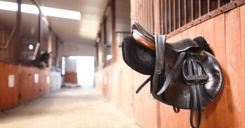 ¿Qué tipos de monturas puedes elegir para tu caballo? | Mascotas