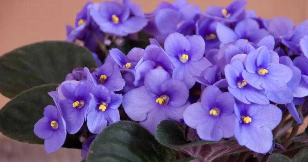 8 plantas que puedes cultivar en agua | Plantas