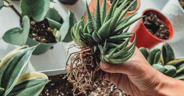 Cómo hacer que tus plantas en macetas duren más tiempo | Plantas