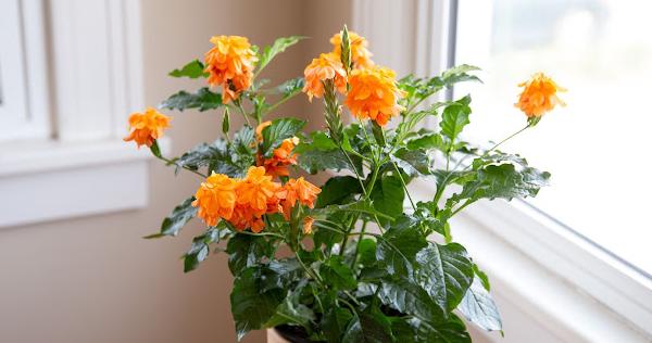 La guía completa para que tu crossandra se sienta como en un spa | Plantas