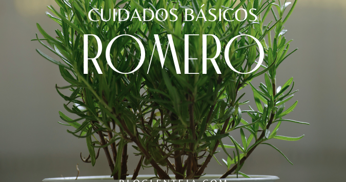 Cuidados Básicos: Romero | Plantas