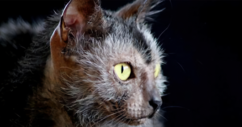 Lykoi: el gato lobo que te enamorará | Mascotas