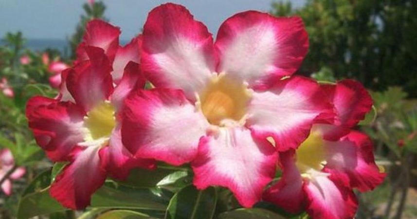 Ficha del Adenium obesum | Plantas