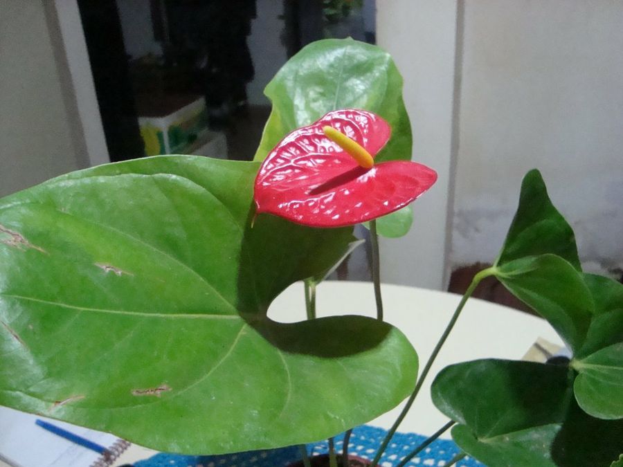 cultivo de una cala roja: sorprendente imagen | Plantas