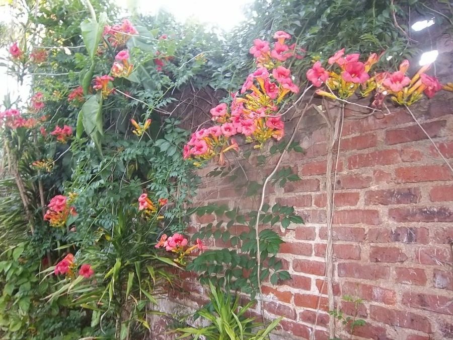 enredaderas: hermosas fotografías | Plantas