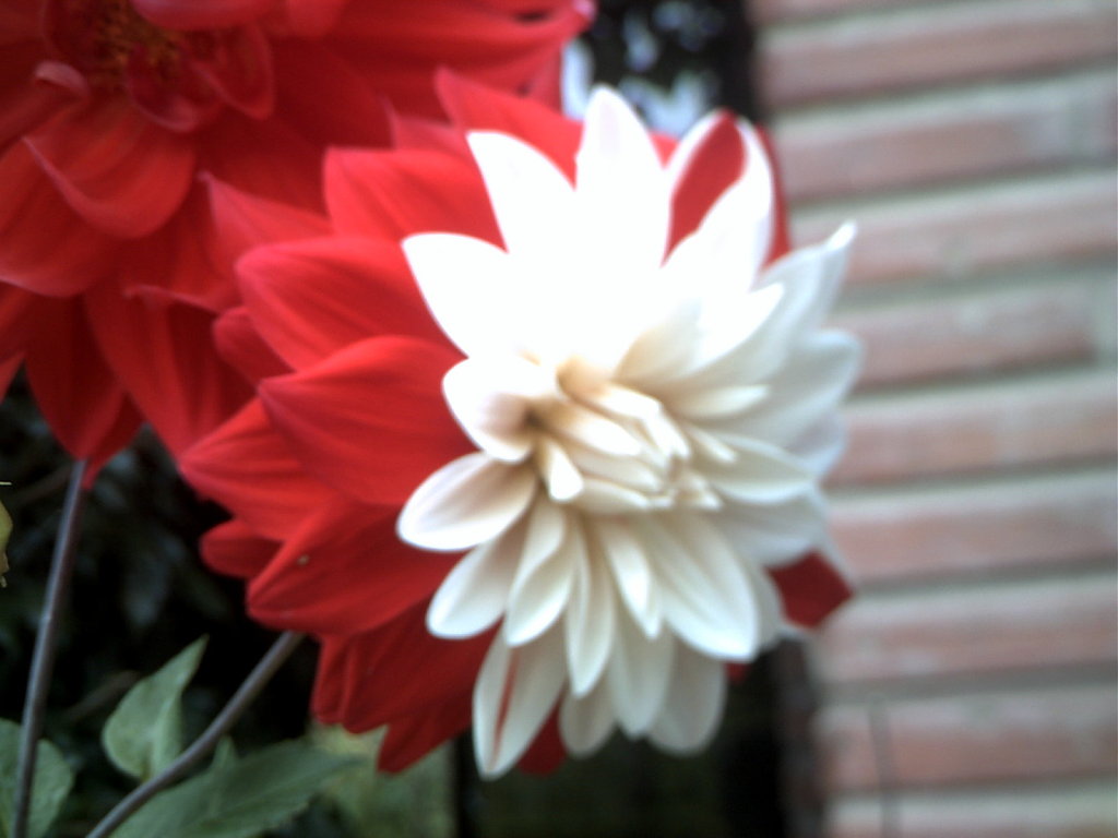 HERMOSA FLOR BICOLOR | Plantas