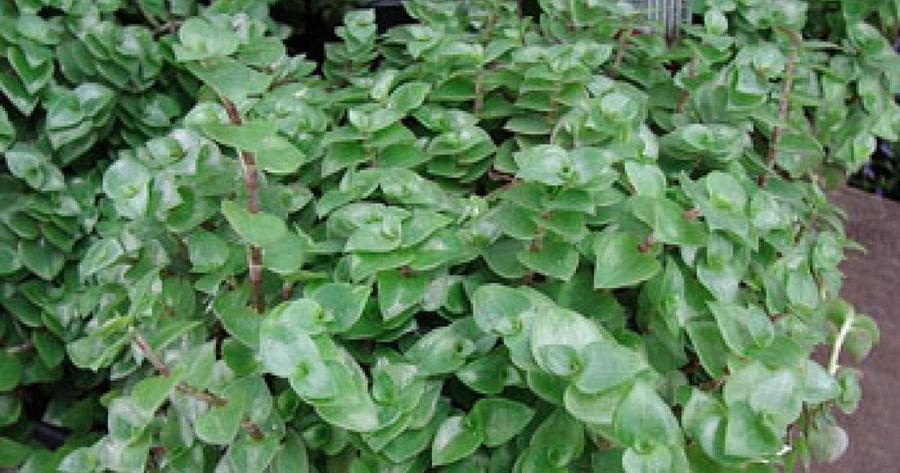 Planta callisia repens: características y requerimientos | Plantas