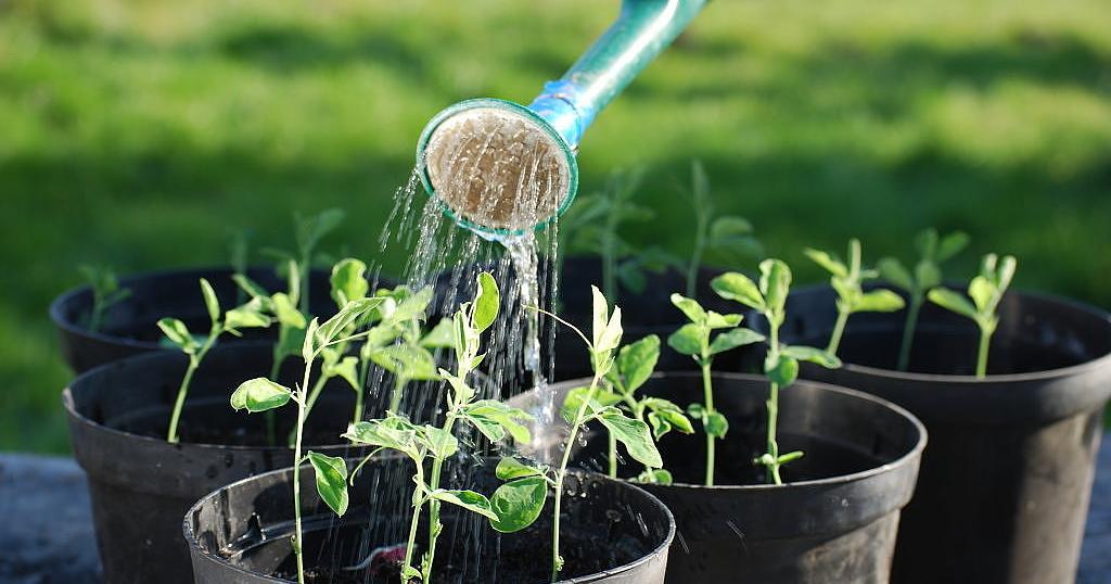 Cómo saber cuándo regar: Consejos y Recomendaciones | Plantas