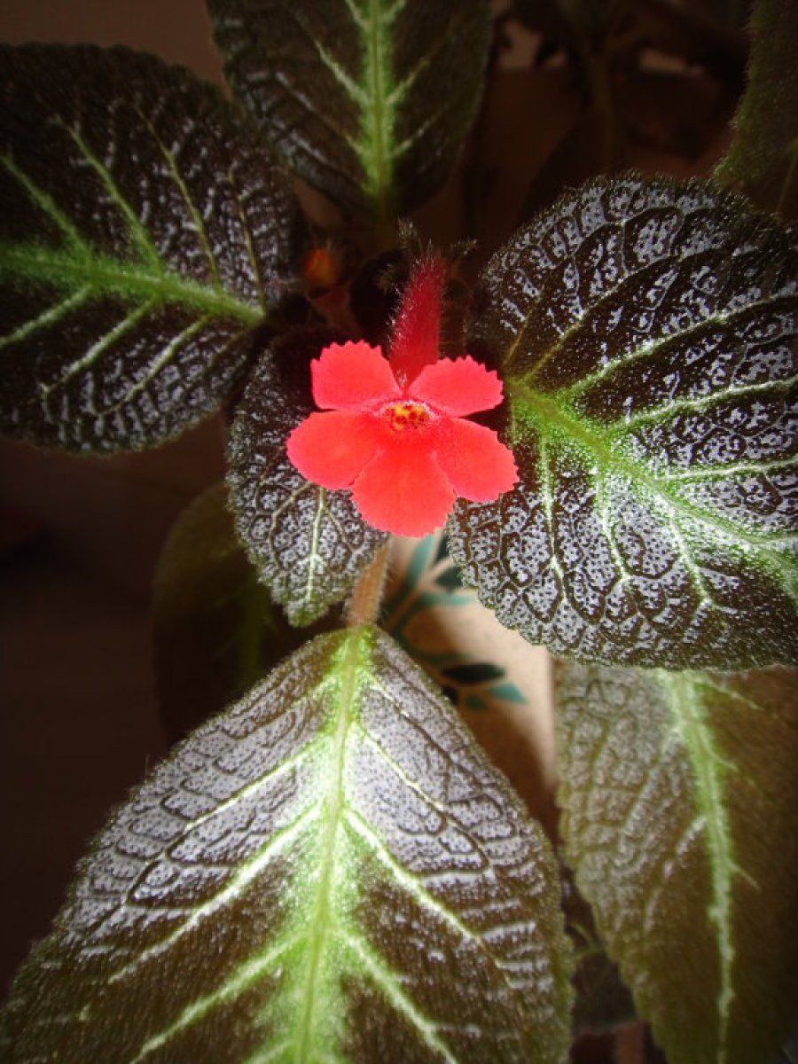 La planta episcia: descripción botánica | Plantas