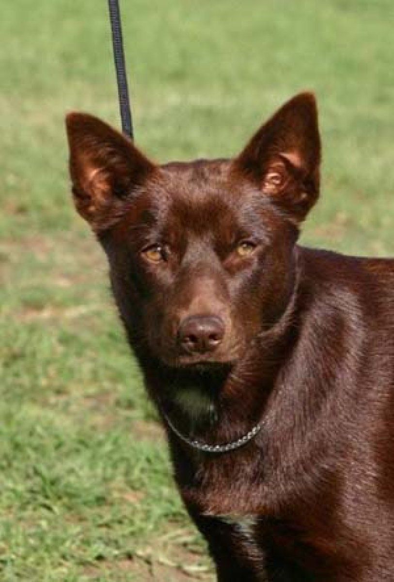 Kelpie Australiano: datos interesantes | Mascotas