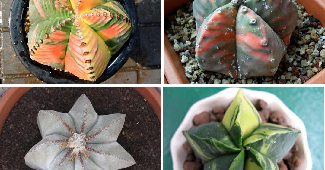 Cactus - el bonete del obispo: cuidado y cultivo | Plantas