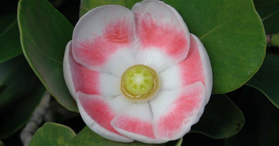 Ficha de la Clusia: clasificación, características y cultivo | Plantas