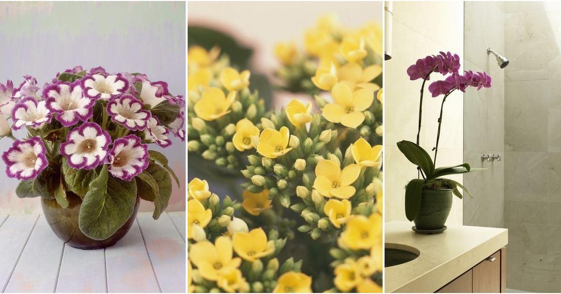 plantas de sombra para exterior | facilisimo.com