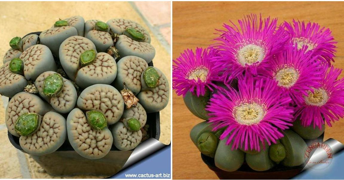 Flor de cactus piedra o Lithops: impresionantes imágenes | Plantas