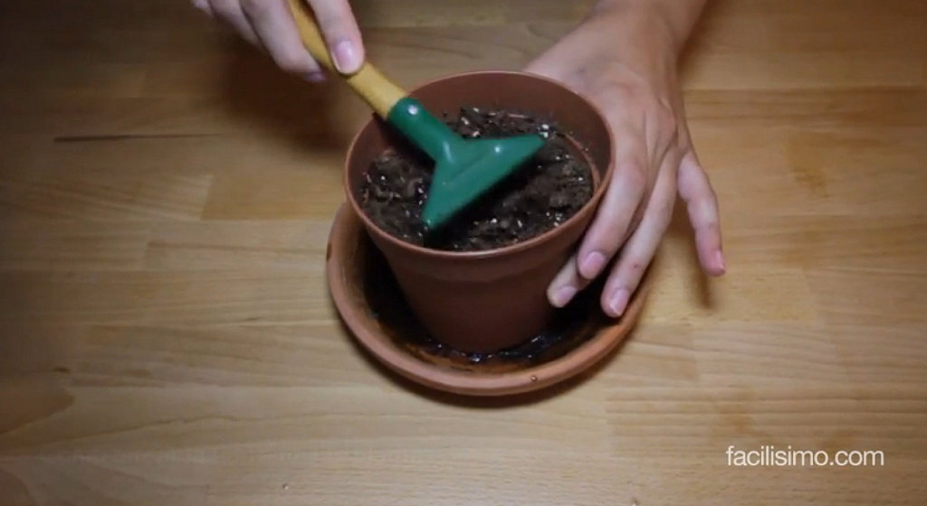 Cómo airear la tierra de las plantas | Plantas
