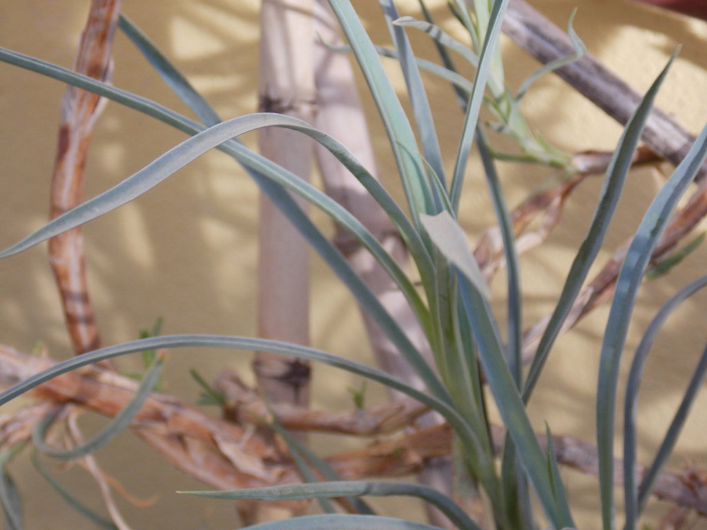 Plantación, siembra y cuidados de claveles | Plantas