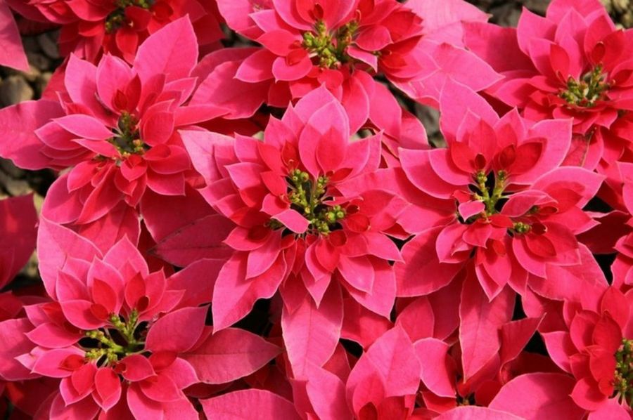 Flor de Navidad o Nochebuena | Plantas