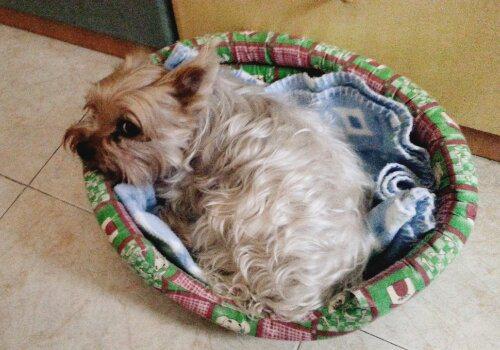 Cuidar a tu perro cuando tiene un catarro | Mascotas