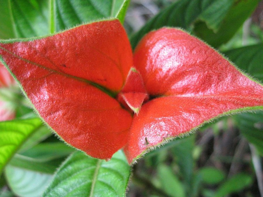 Flor del beso: plantas exóticas | Plantas