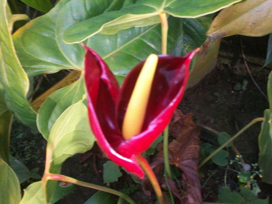 Mi flor de cala gemela | Tecnología