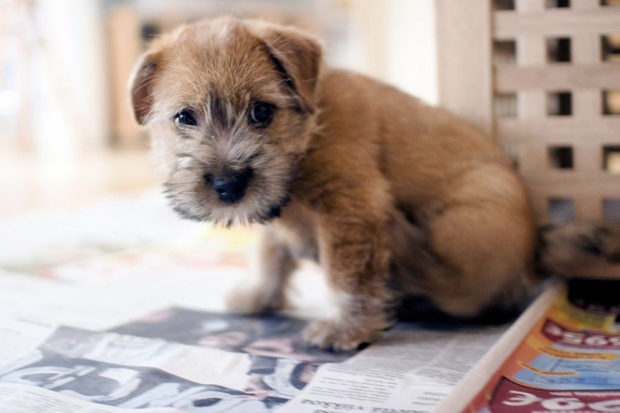 Adorables fotos de perros cachorros: tiernas imágenes | Mascotas