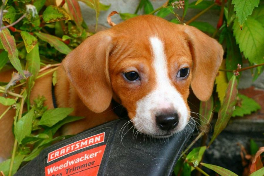 Adorables fotos de perros cachorros: tiernas imágenes | Mascotas