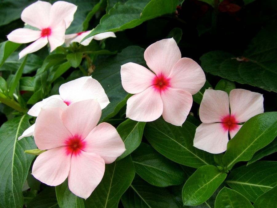La vinca rosea: explicaciones y descripción | Plantas