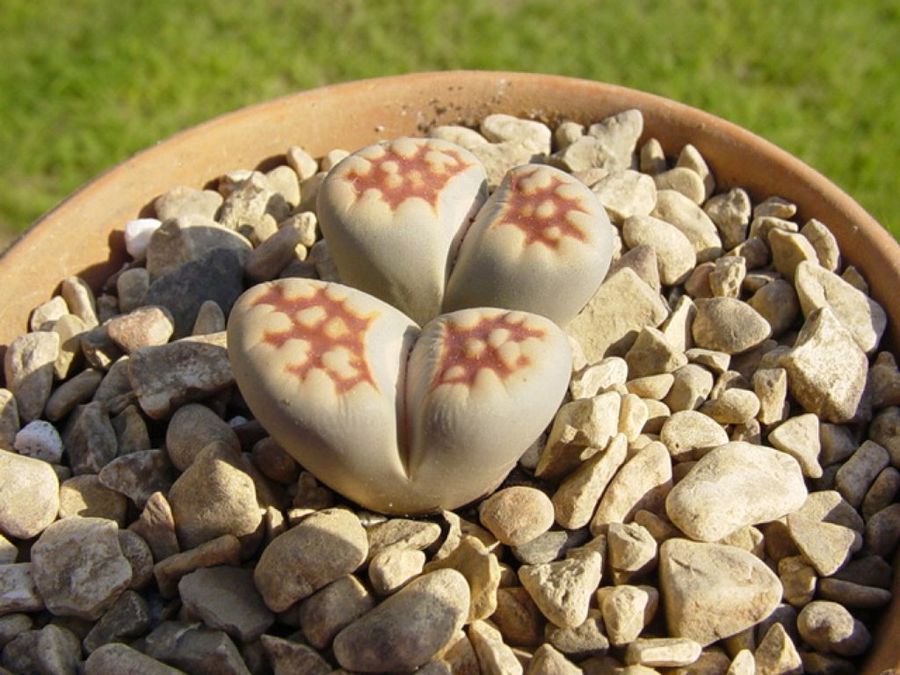 Las 5 plantas con formas más raras del mundo: La naturaleza y sus ...
