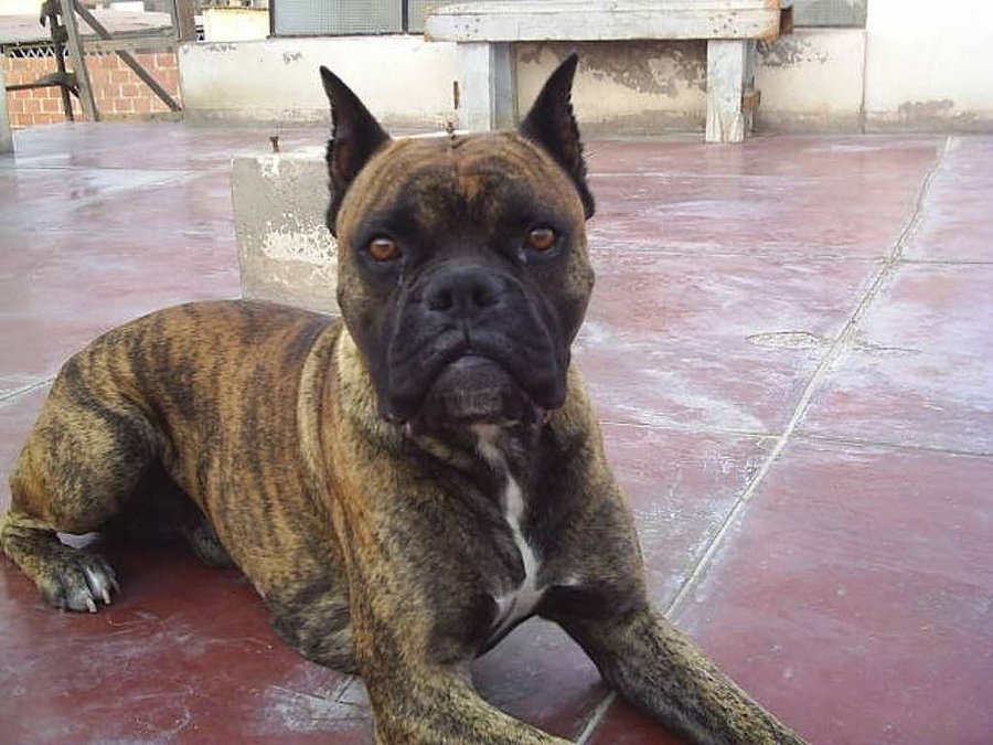 Mi hermoso perrito | Mascotas