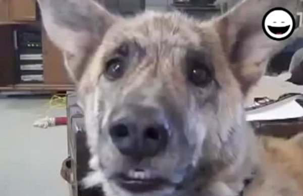 Un perro que ríe al ver a su dueño | Mascotas