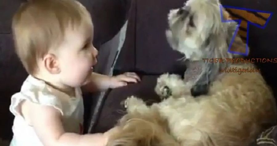 Los bebés y los perros mejores amigos: se ven perfectos juntos | Mascotas