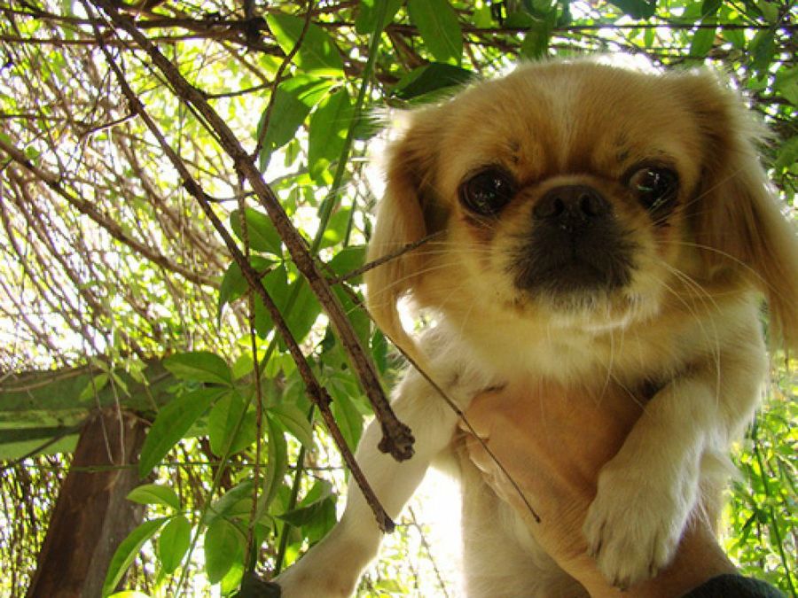 El Pequinés: origen, aspecto, imágenes y cuidados | Mascotas