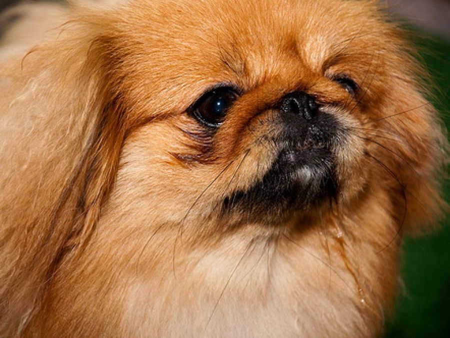 El Pequinés: origen, aspecto, imágenes y cuidados | Mascotas