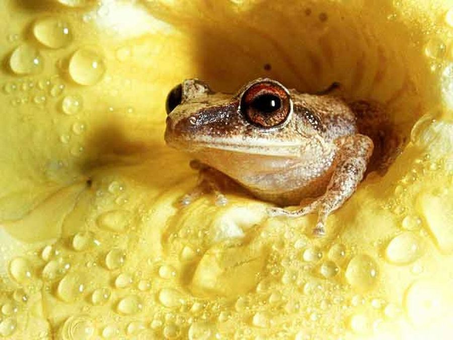 Las ranas: características principales | Mascotas