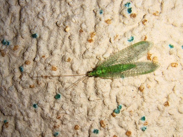 Las tijeretas, un insecto beneficioso para el jardín | Plantas