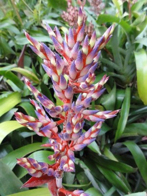 Plantas tropicales: sus increíbles características | Plantas