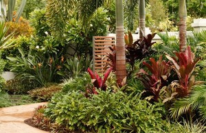 Plantas tropicales: sus increíbles características | Plantas