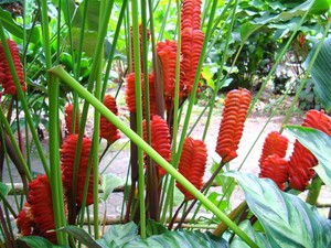 Plantas tropicales: sus increíbles características | Plantas